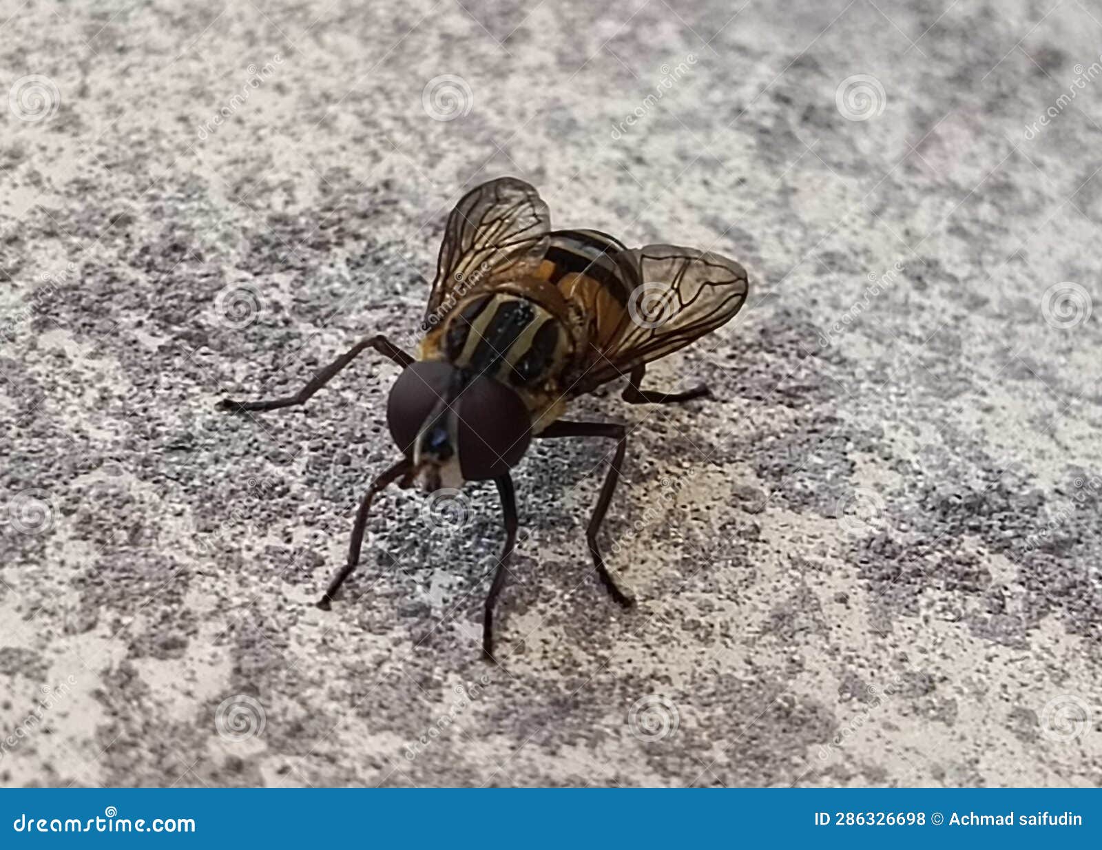 Tabanidae or Pikat Flies on the Ground Stock Photo - Image of pest ...