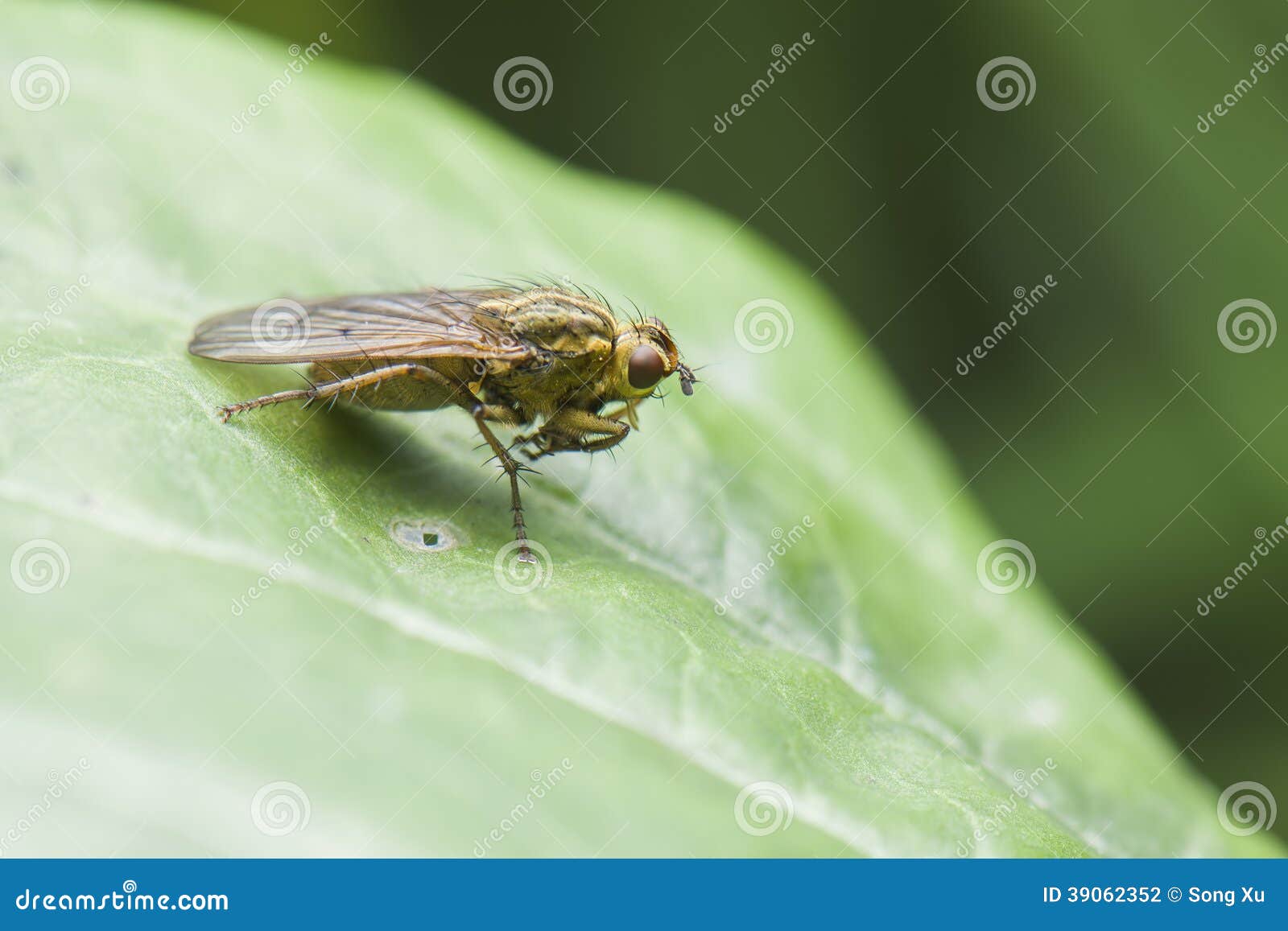 Tabanus photo stock. Image du oeil, fermer, zones, matin - 39062352