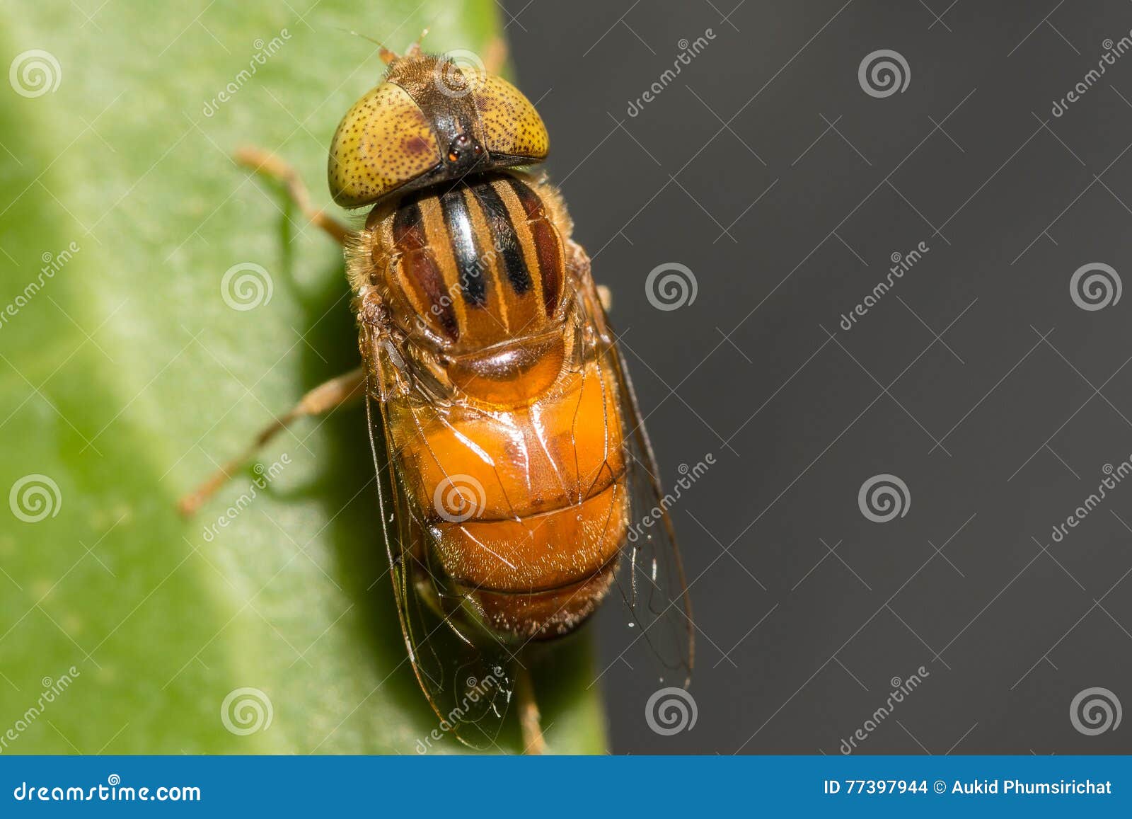 Tabanus fotografia stock. Immagine di macro, giallo, occhio - 77397944