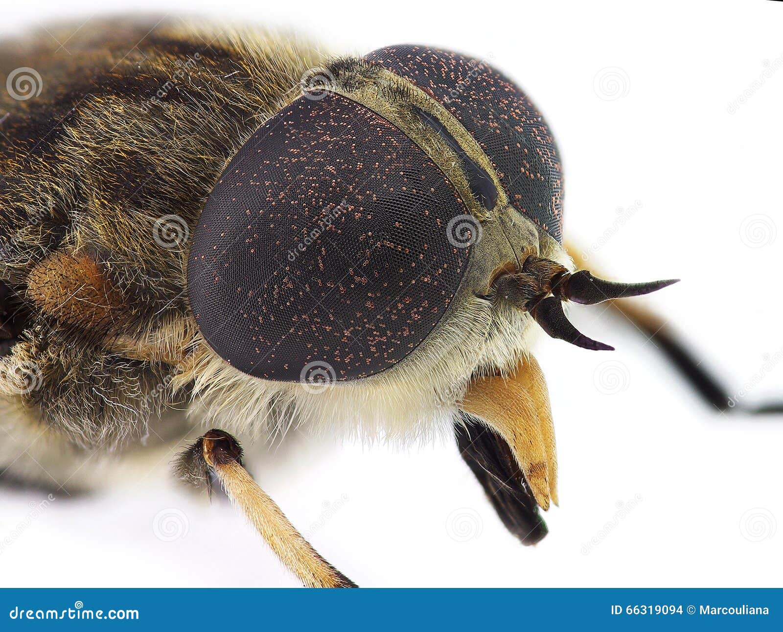 Tabanus eyes edit stock photo. Image of extreme, studio - 66319094
