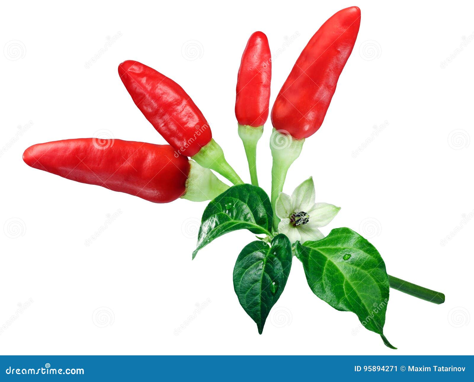Tabasco Chile Peppers, Paths Stock Image - Image of fresh, rouge: 95894271