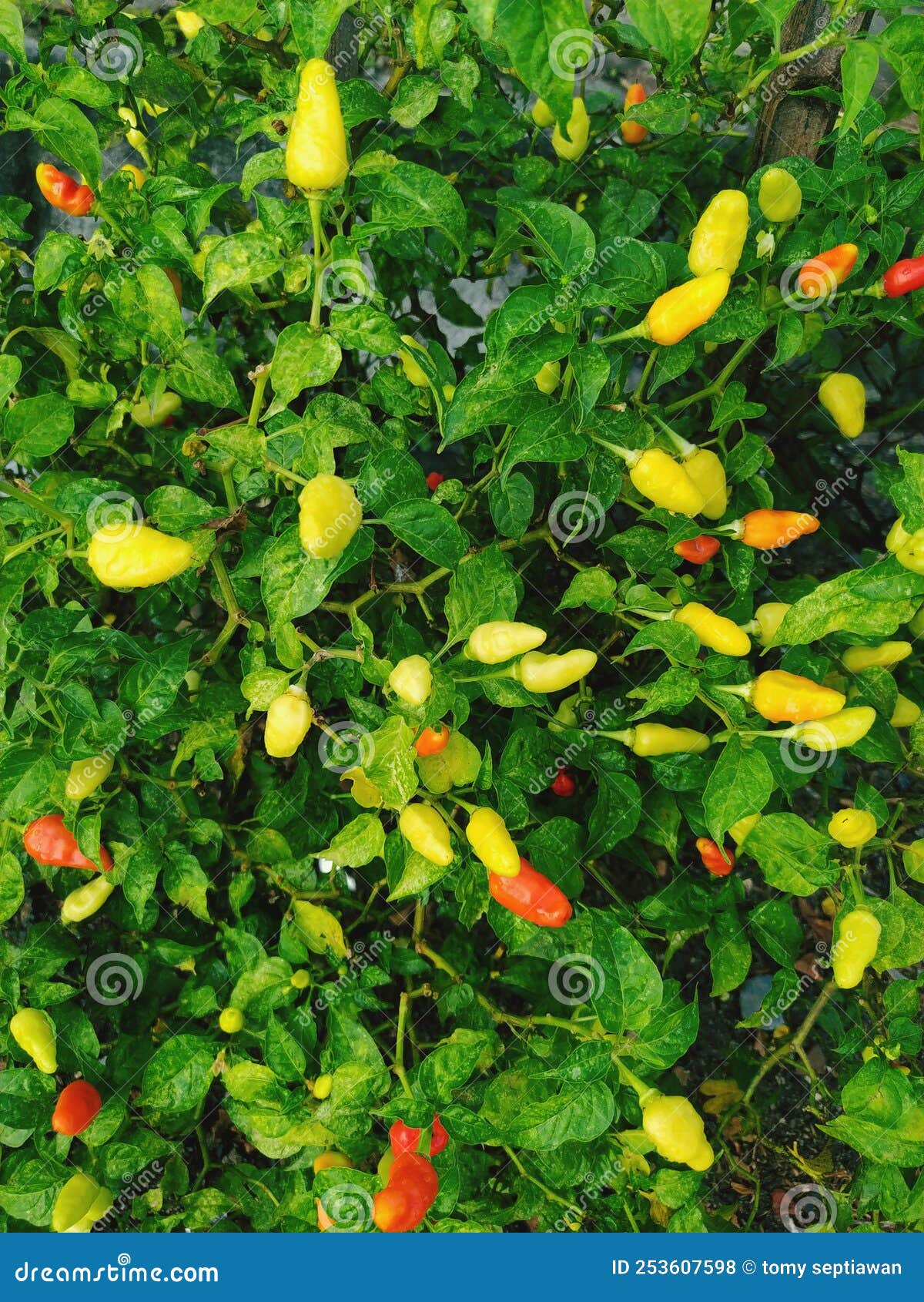 Tabasco chilis stock photo. Image of yellow, leaf, green - 253607598
