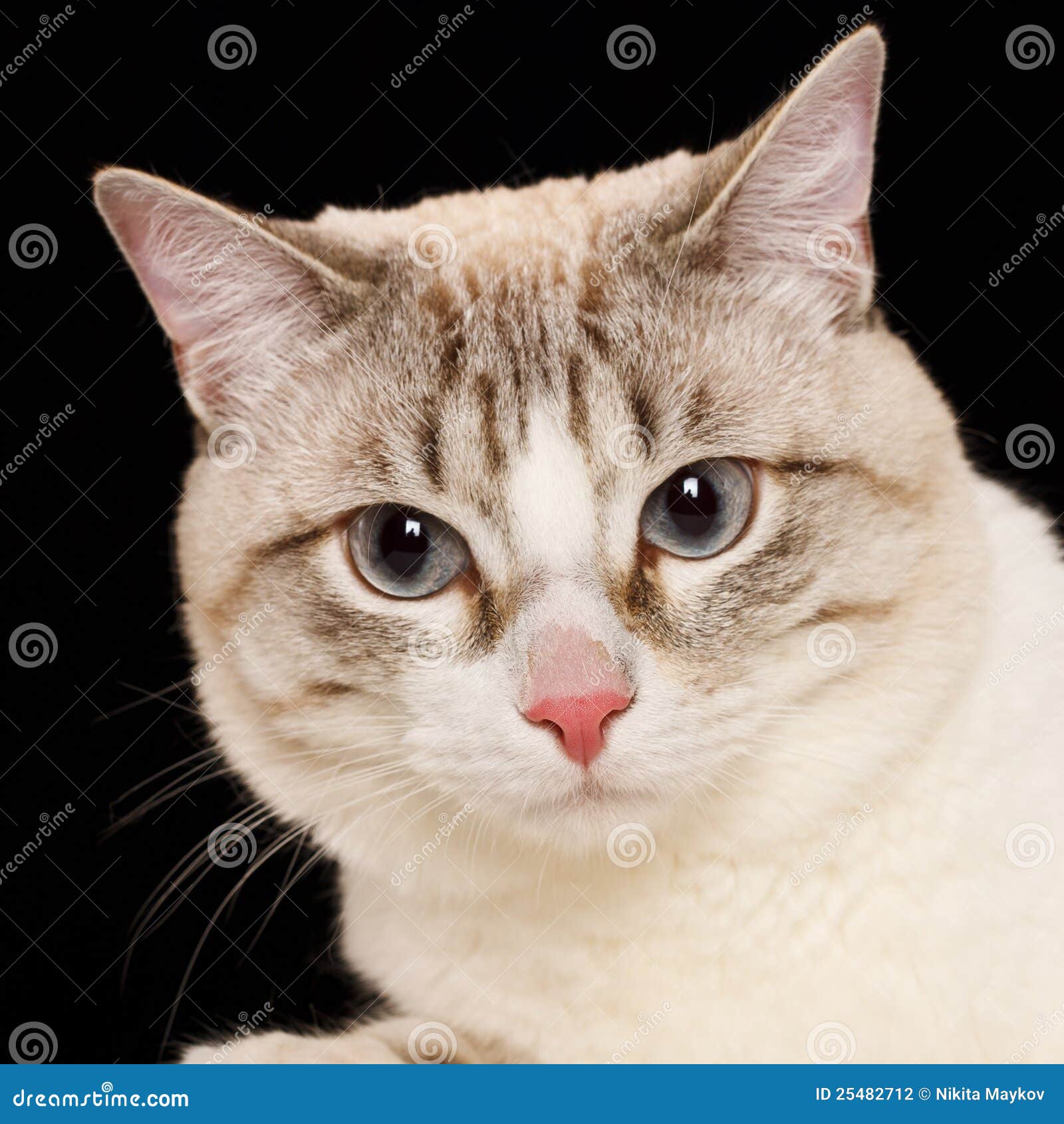 Tabby stock photo. Image of beige, curiosity, portrait - 25482712