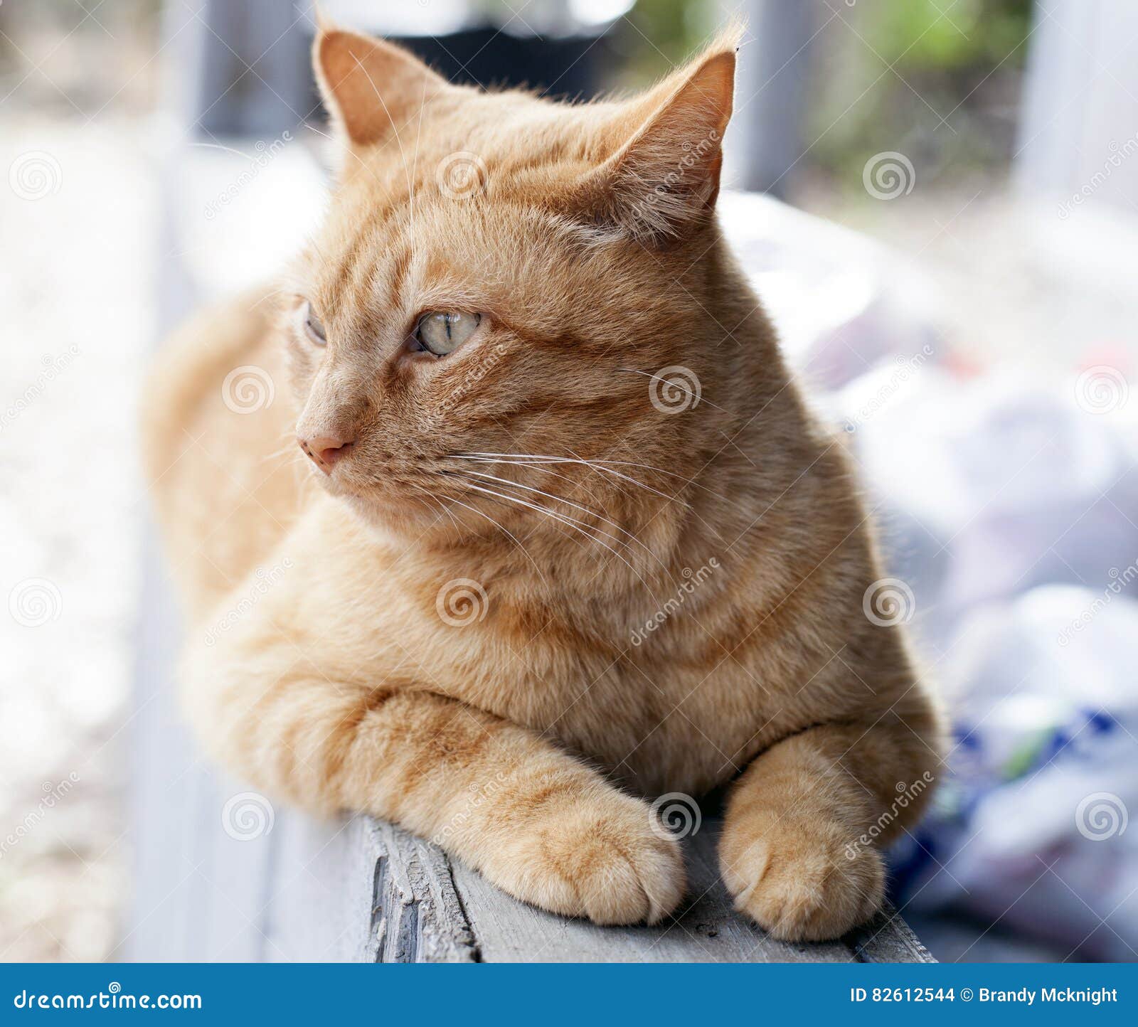 Tabby foto de archivo. Imagen de retrato, sano, verano - 82612544