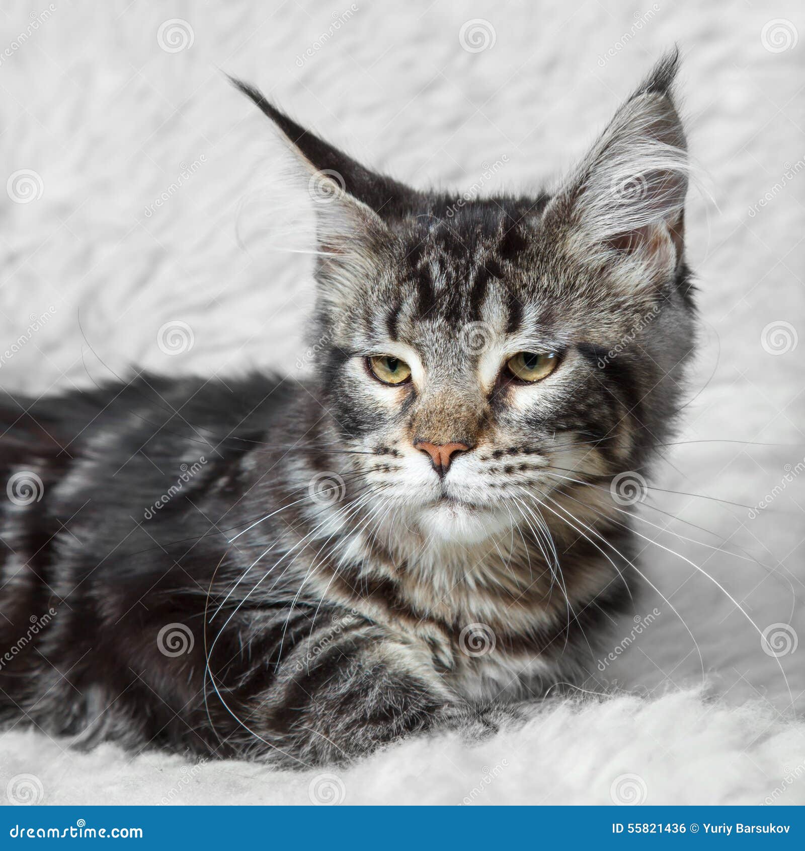 Tabby Black Maine Cone Cat Posing on White Background Fur Stock Photo ...