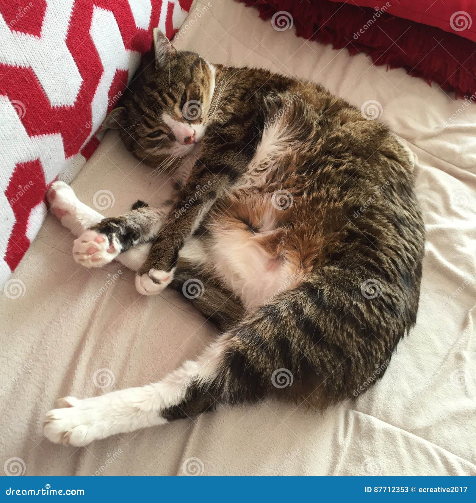 Tabby Boy Cat Con Teddy Bear Imagen de archivo - Imagen de juguete ...