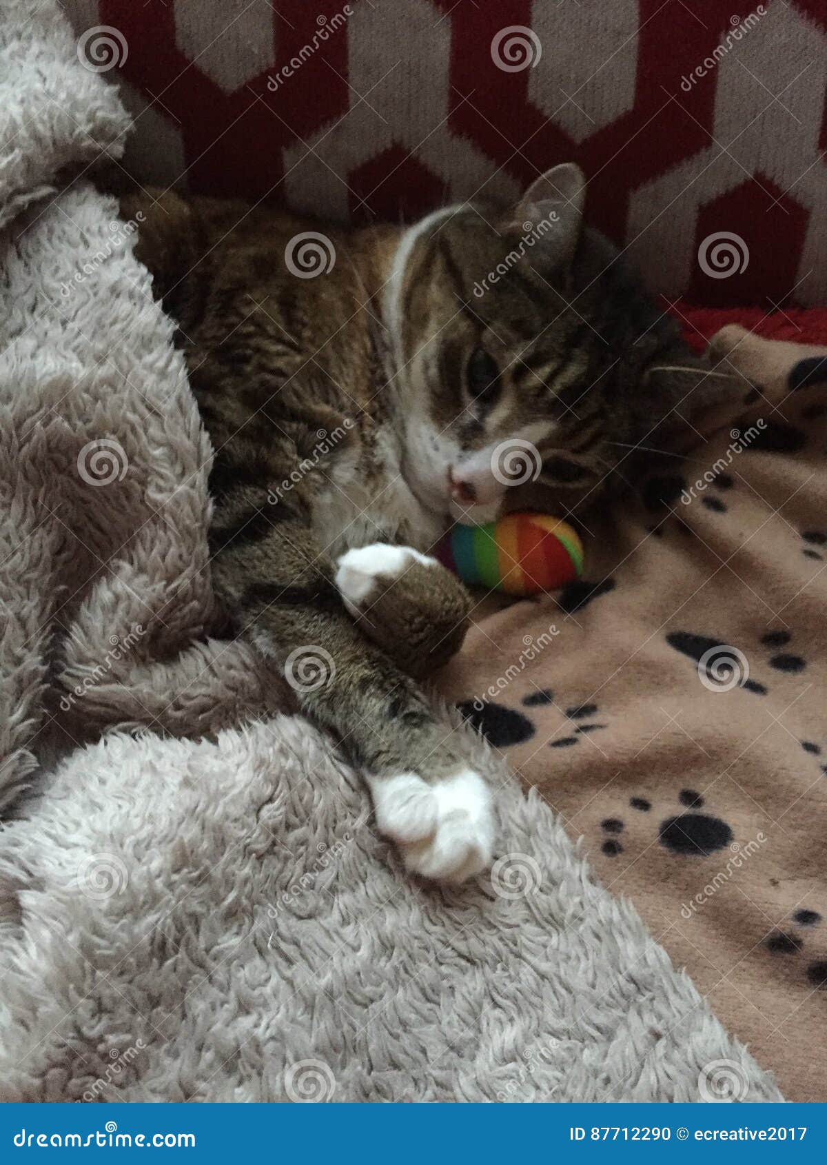 Tabby Boy Cat with Teddy Bear Stock Photo - Image of feline, snuggles ...