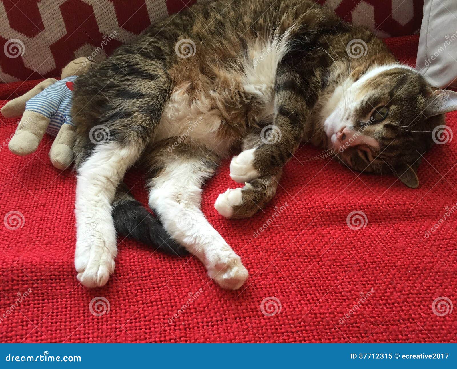 Tabby Boy Cat with Teddy Bear Stock Image - Image of snuggles, loves ...
