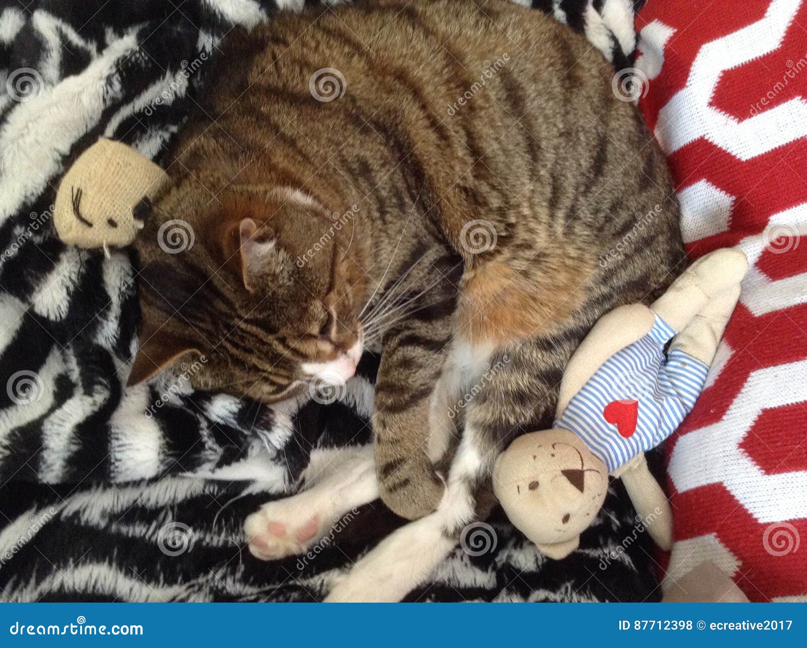 Tabby Boy Cat with Teddy Bear Stock Photo - Image of teddy, toys: 87712398
