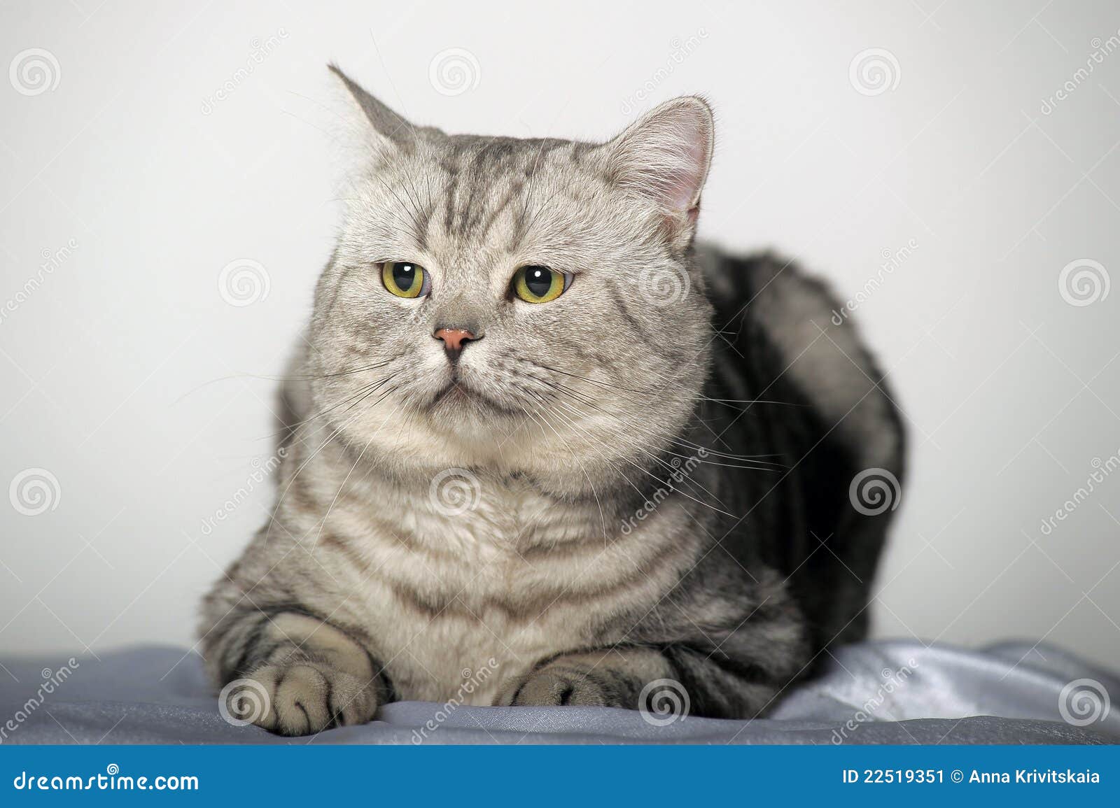 Tabby British Cat stock image. Image of eyes, furry, animal - 22519351