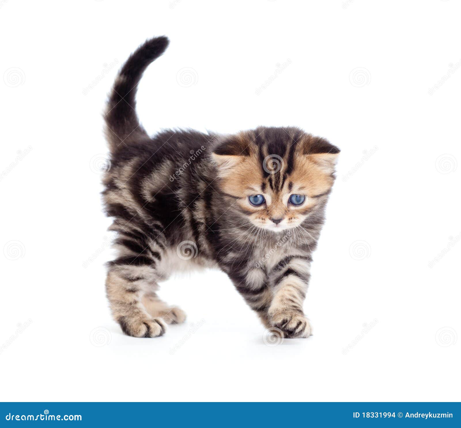 Tabby British Little Kitten Front View Isolated Stock Photo - Image of ...