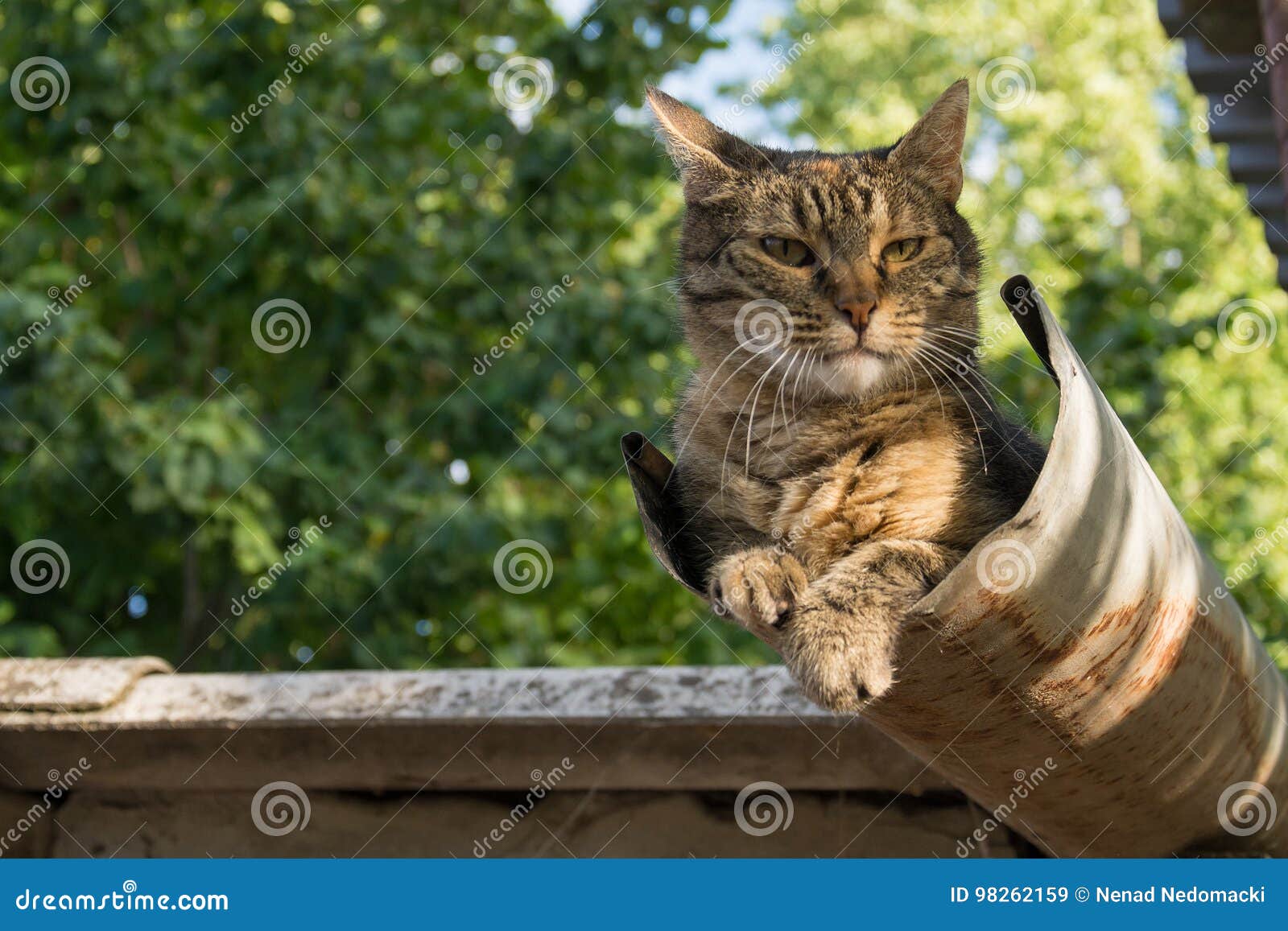 Tabby Calm Cat Sitting on the Shiver Roof Stock Image - Image of ...