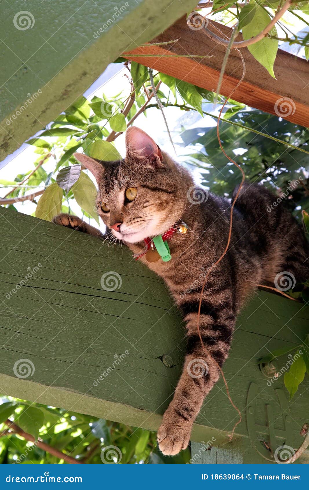 Cat Pergola Photos - Free & Royalty-Free Stock Photos from Dreamstime