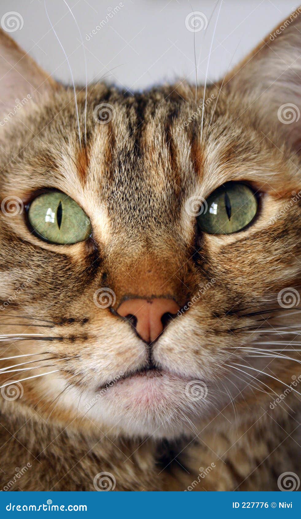 Tabby cat stock photo. Image of feline, tabby, close, face - 227776