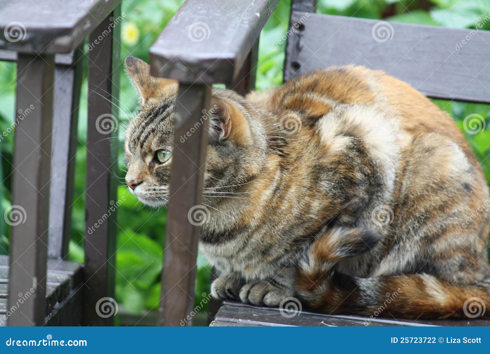 Tabby cat stock photo. Image of beautiful, barn, daylight - 25723722