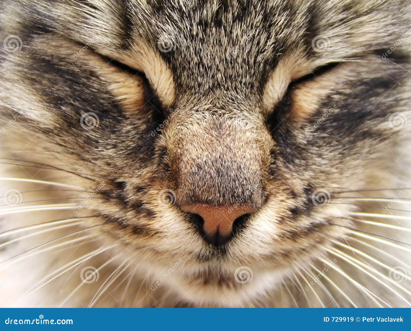 Tabby cat stock image. Image of portrait, pretty, tabby - 729919