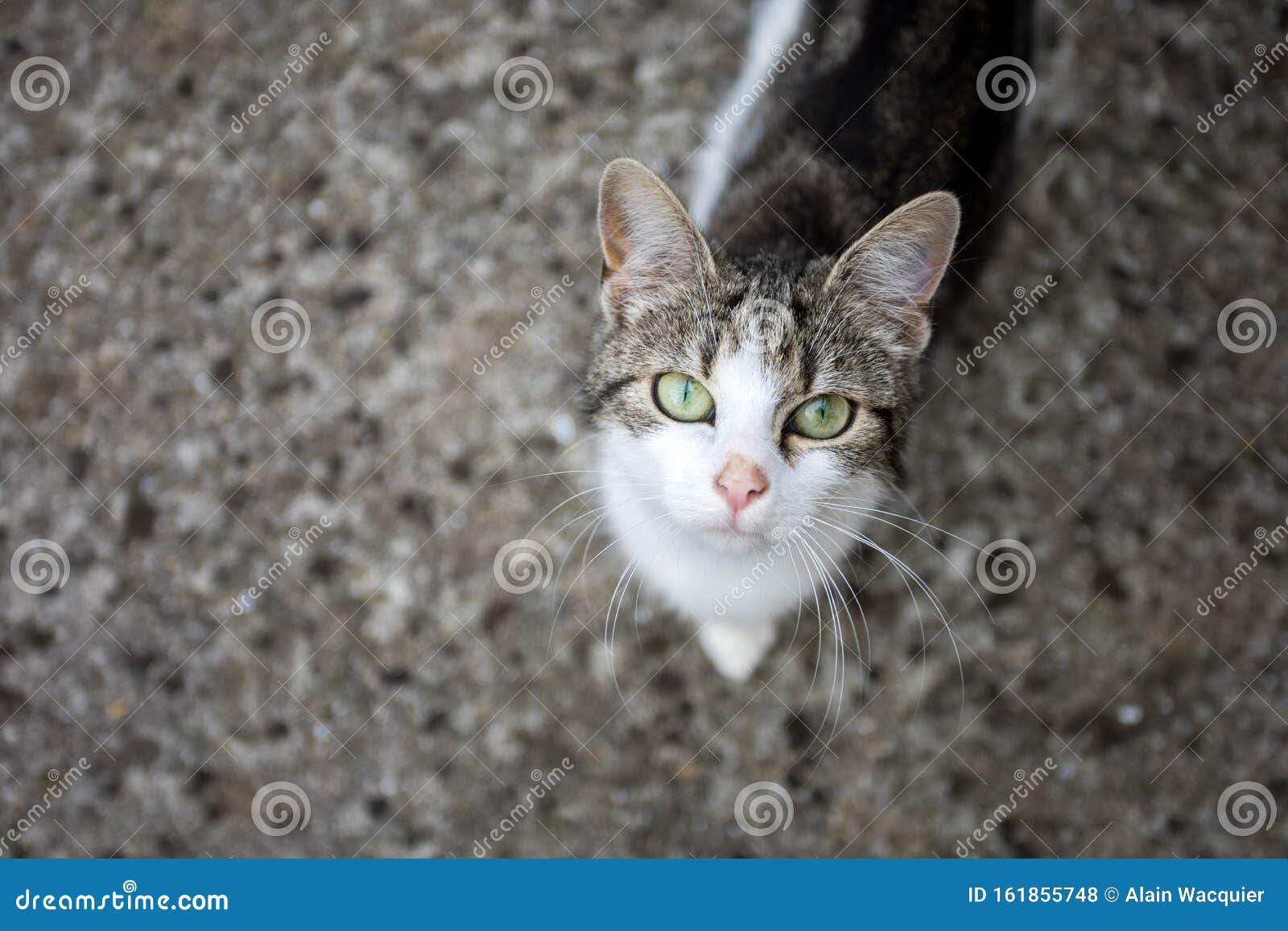 Tabby cat from above stock photo. Image of animal, head - 161855748