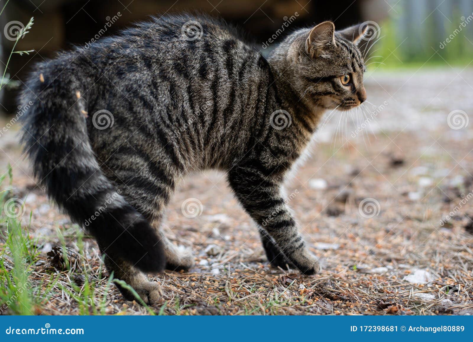 Tabby Cat in an Aggressive Stance, on the Street Stock Image - Image of ...
