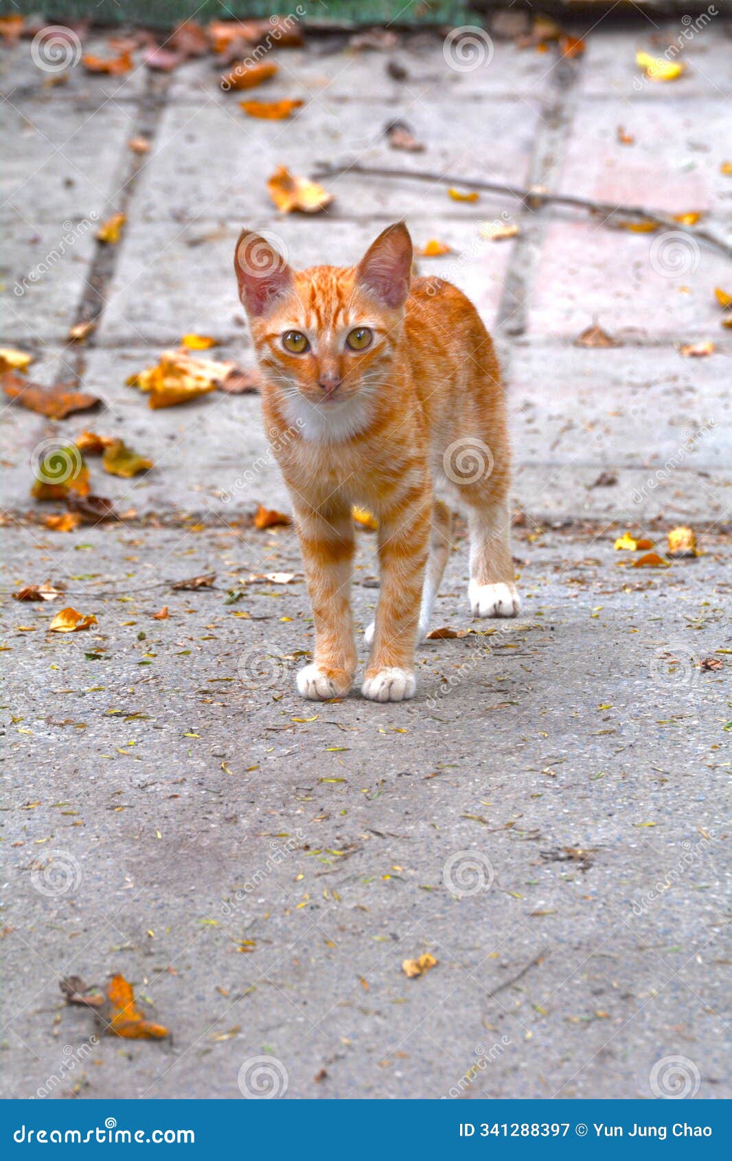 A Tabby Cat (Agouti Cat) Strolling on the Brick Path Stock Image ...