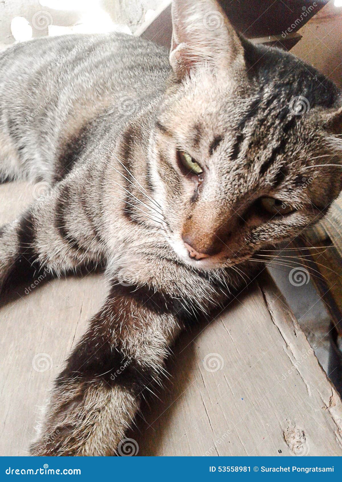 Tabby cat stock image. Image of animal, wood, plank, pussycat - 53558981