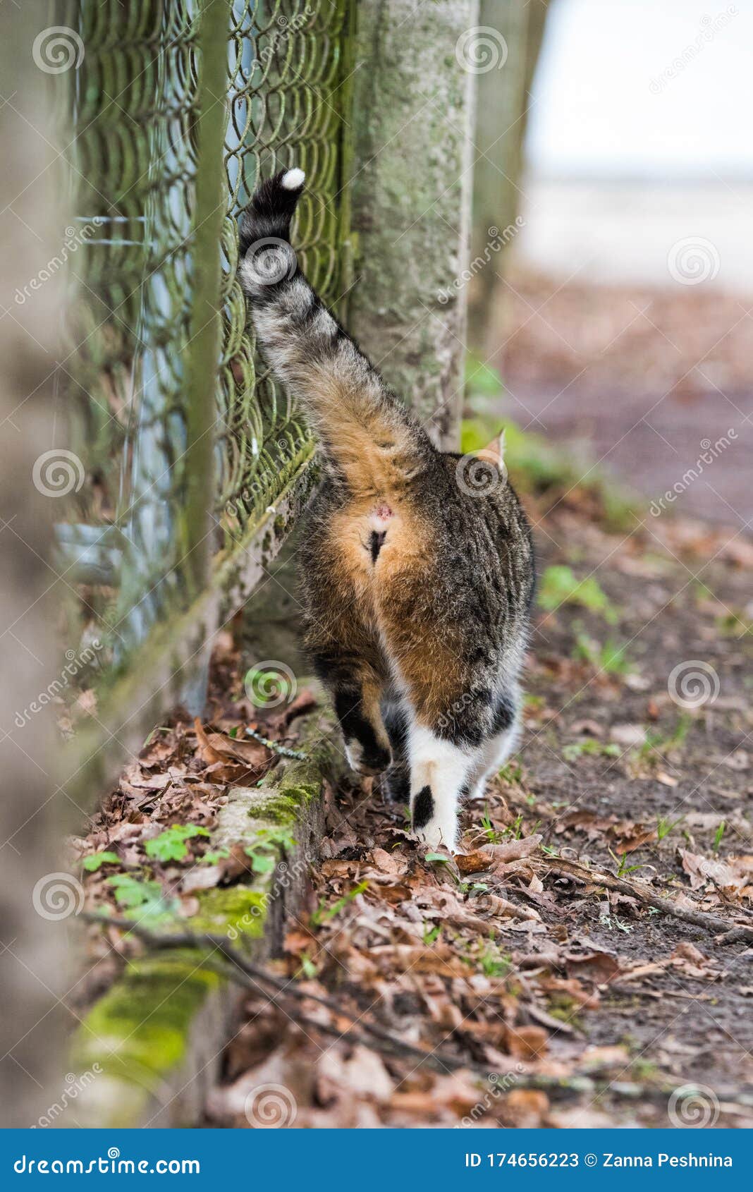 Tabby Cat Back. Kitty is Walking on Old Road. Stock Image - Image of ...