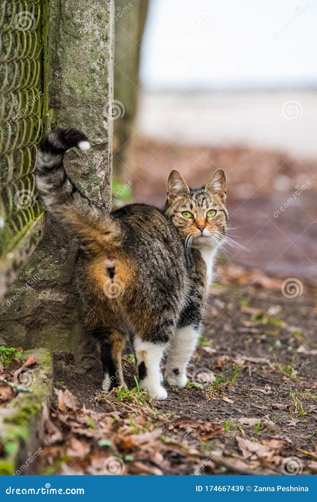 Tabby Cat Back. Kitty is Walking on Old Road. Stock Image - Image of ...