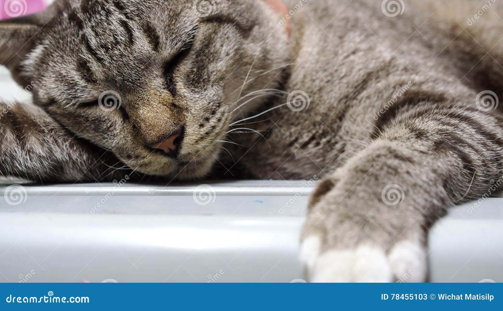 Tabby Cat Bed Legs Hanging stockbild. Bild von getrennt - 78455103