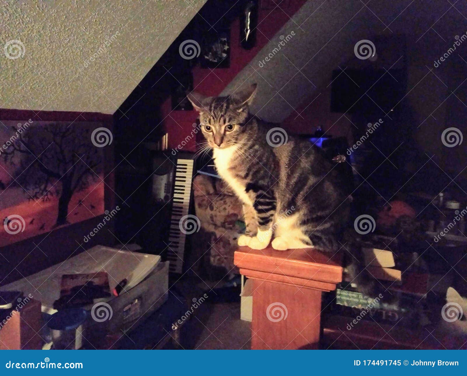 Tabby cat on bed post stock image. Image of post, cute - 174491745