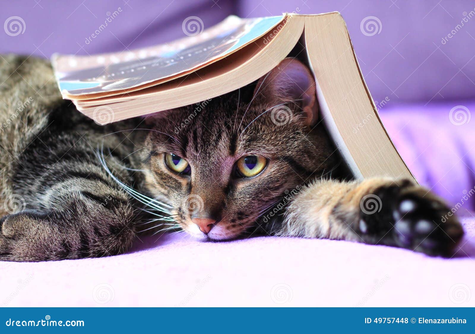 Tabby cat with a book stock photo. Image of canine, stripes - 49757448