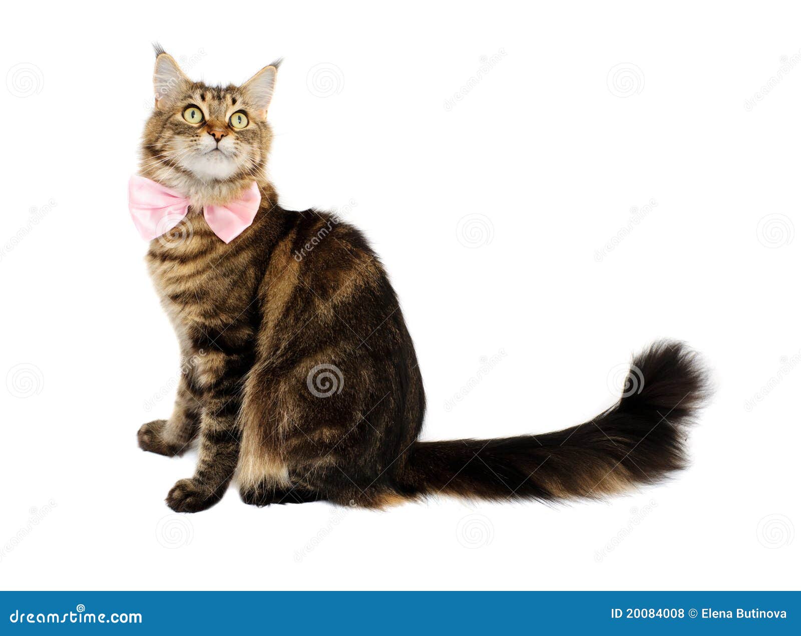 Tabby cat with bow stock photo. Image of adorable, curiosity - 20084008