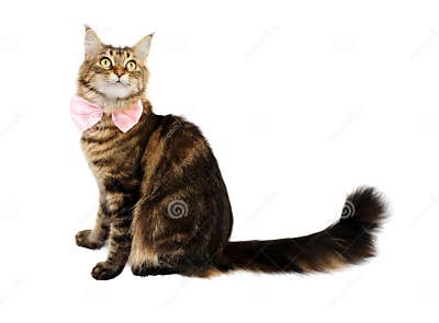 Tabby cat with bow stock photo. Image of adorable, curiosity - 20084008