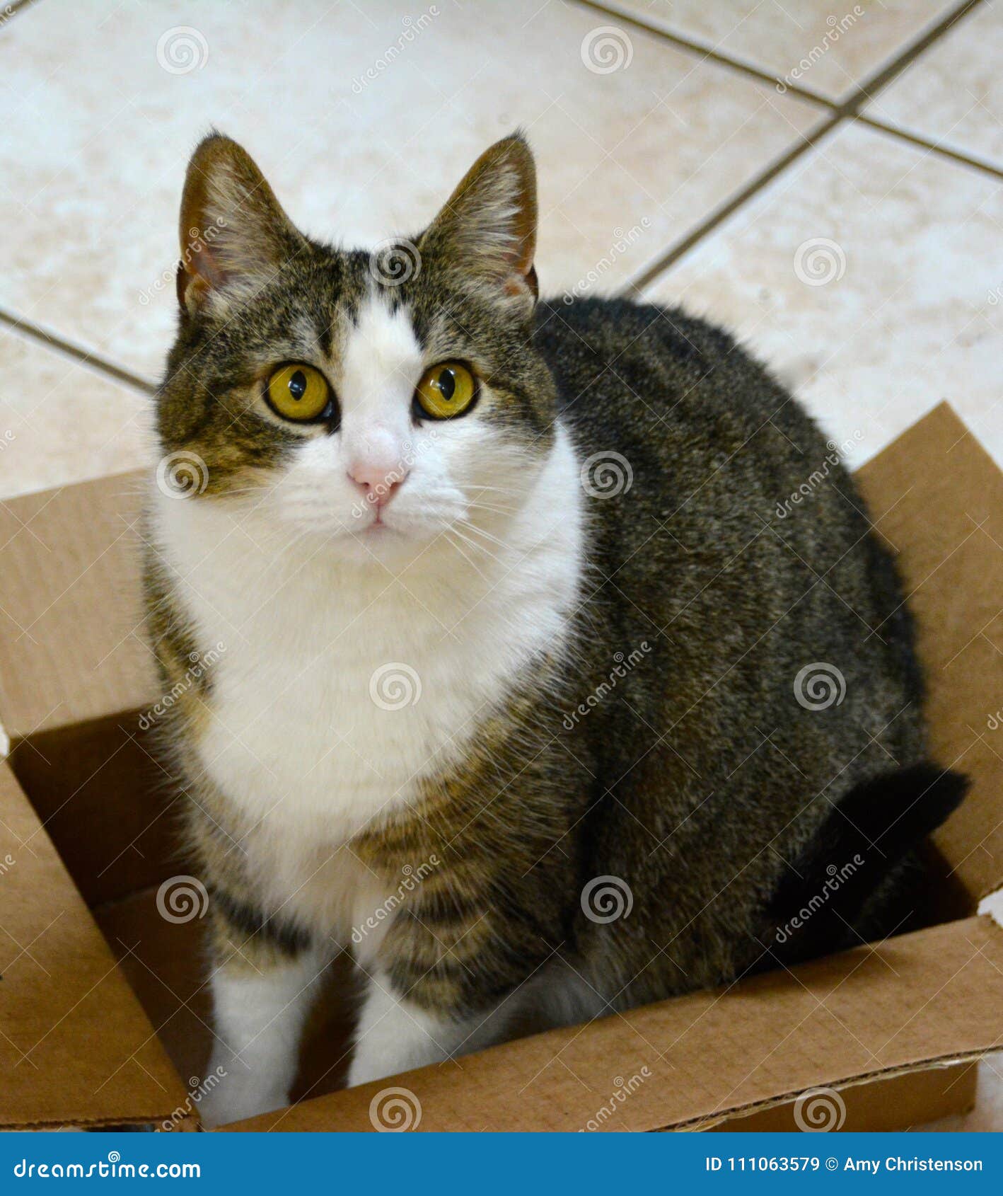 TABBY CAT in a BOX stock image. Image of eyes, sunny - 111063579