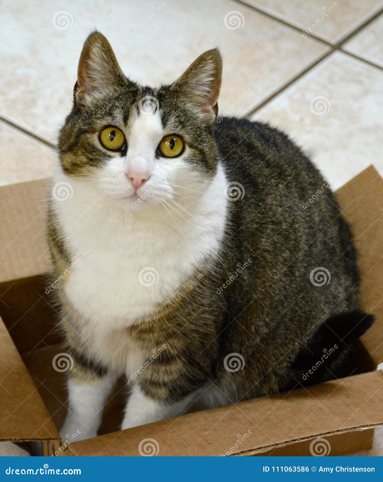 TABBY CAT in a BOX stock photo. Image of black, brown - 111063586