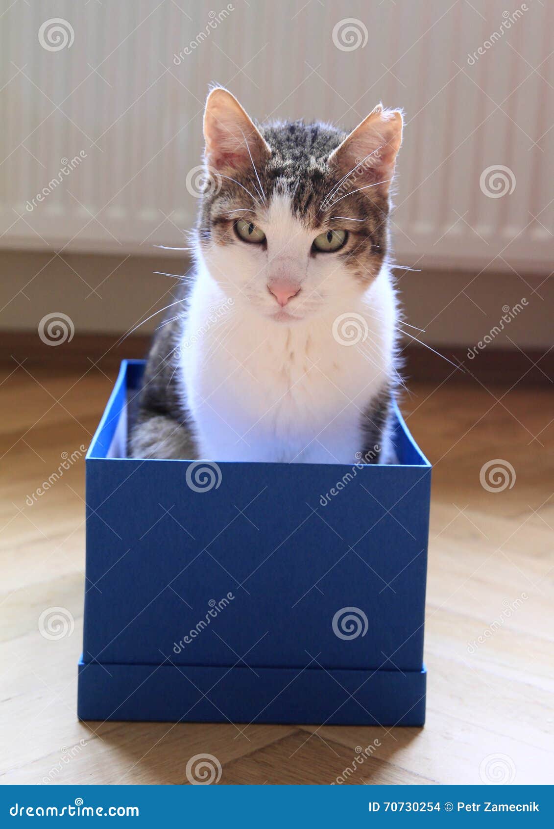 Tabby cat in box stock photo. Image of parquet, white - 70730254