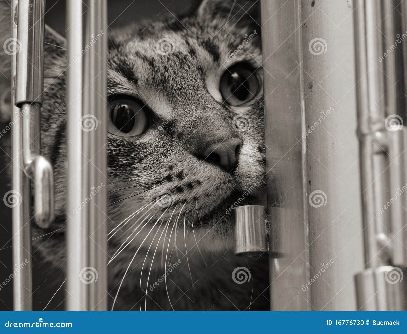Tabby cat in a cage stock photo. Image of feline, escape - 16776730