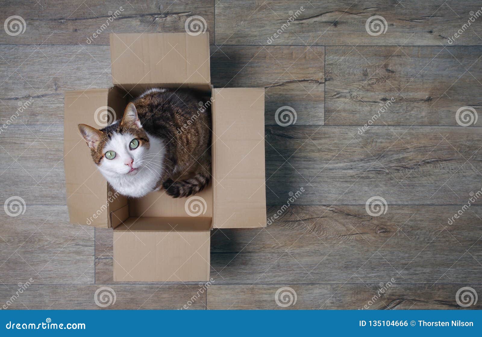 Tabby Cat in a Cardboard Box Looking Curious Up To the Camera. Stock ...