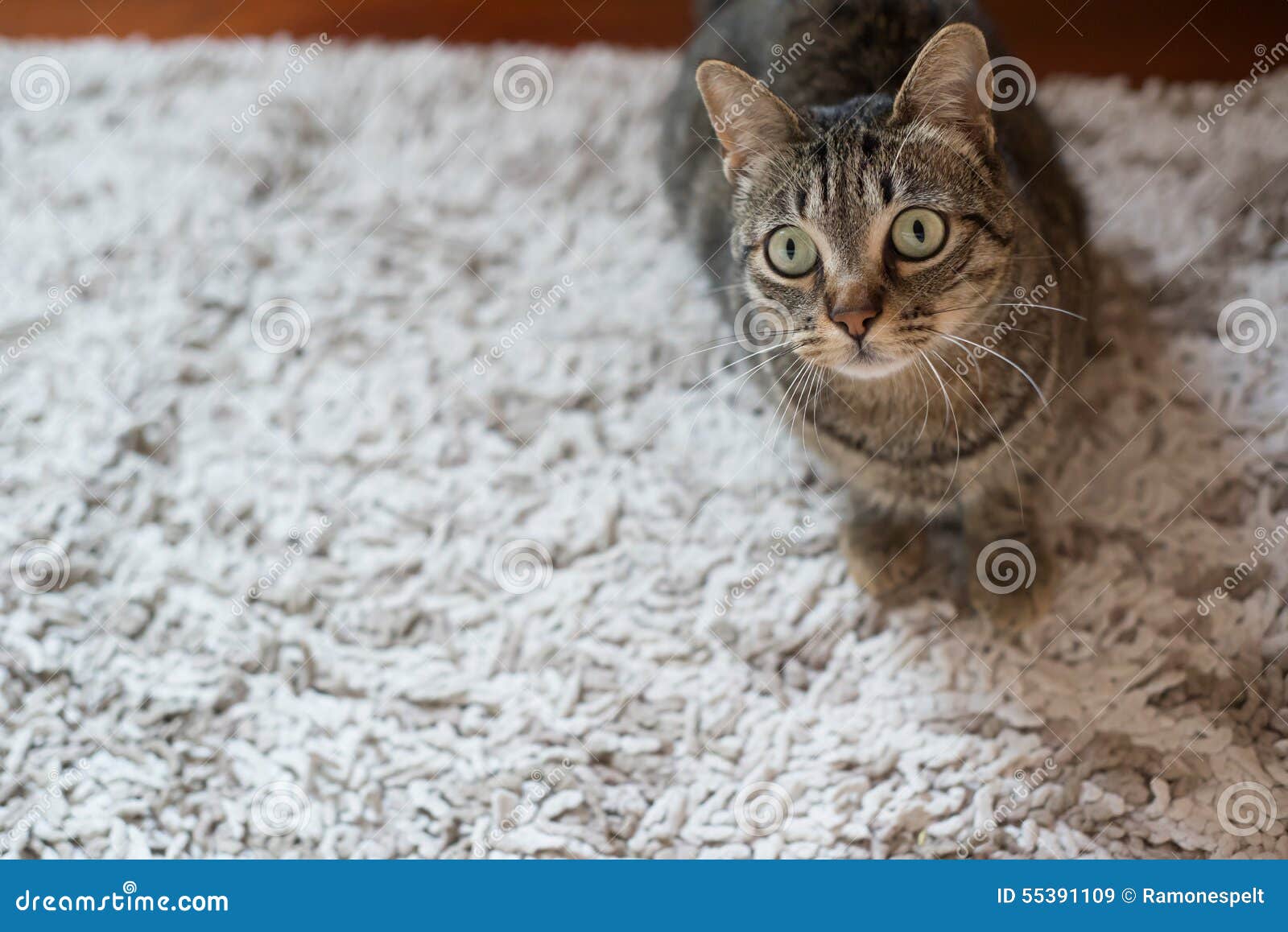 Tabby cat on a carpet stock image. Image of adorable - 55391109
