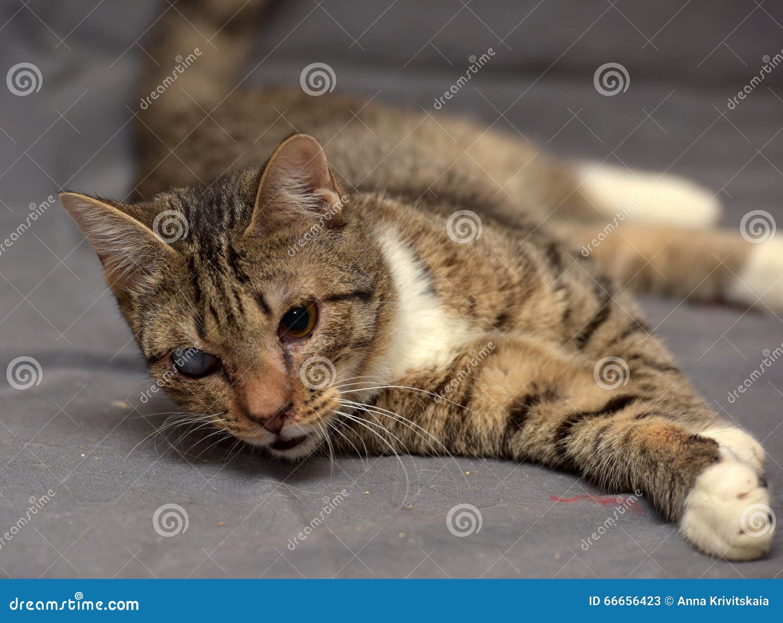Tabby Cat with Cataracts in the Eye Stock Image - Image of clumsy ...