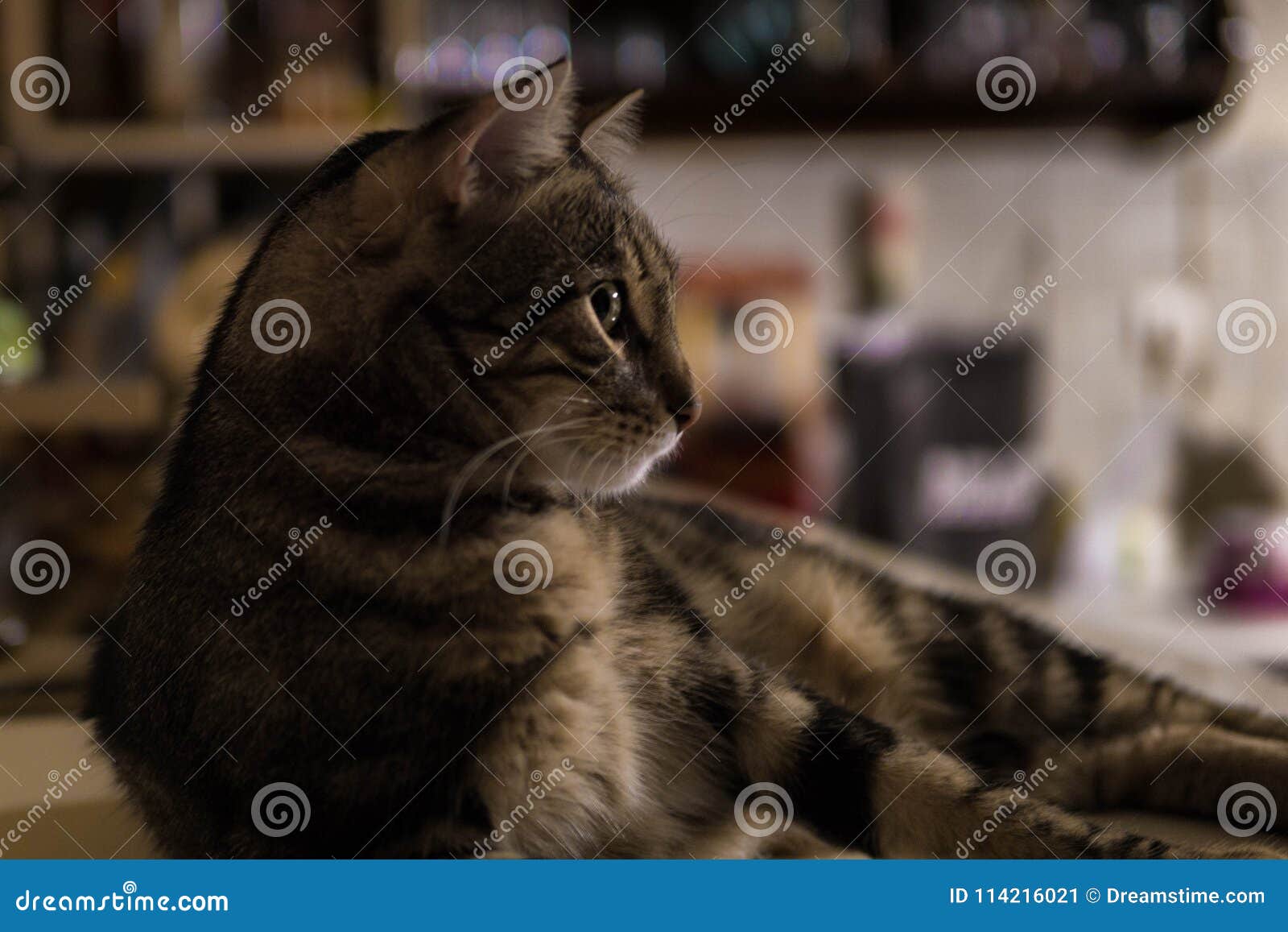 Tabby Cat Cautious Looks, Side View Stock Image - Image of side, tabby ...