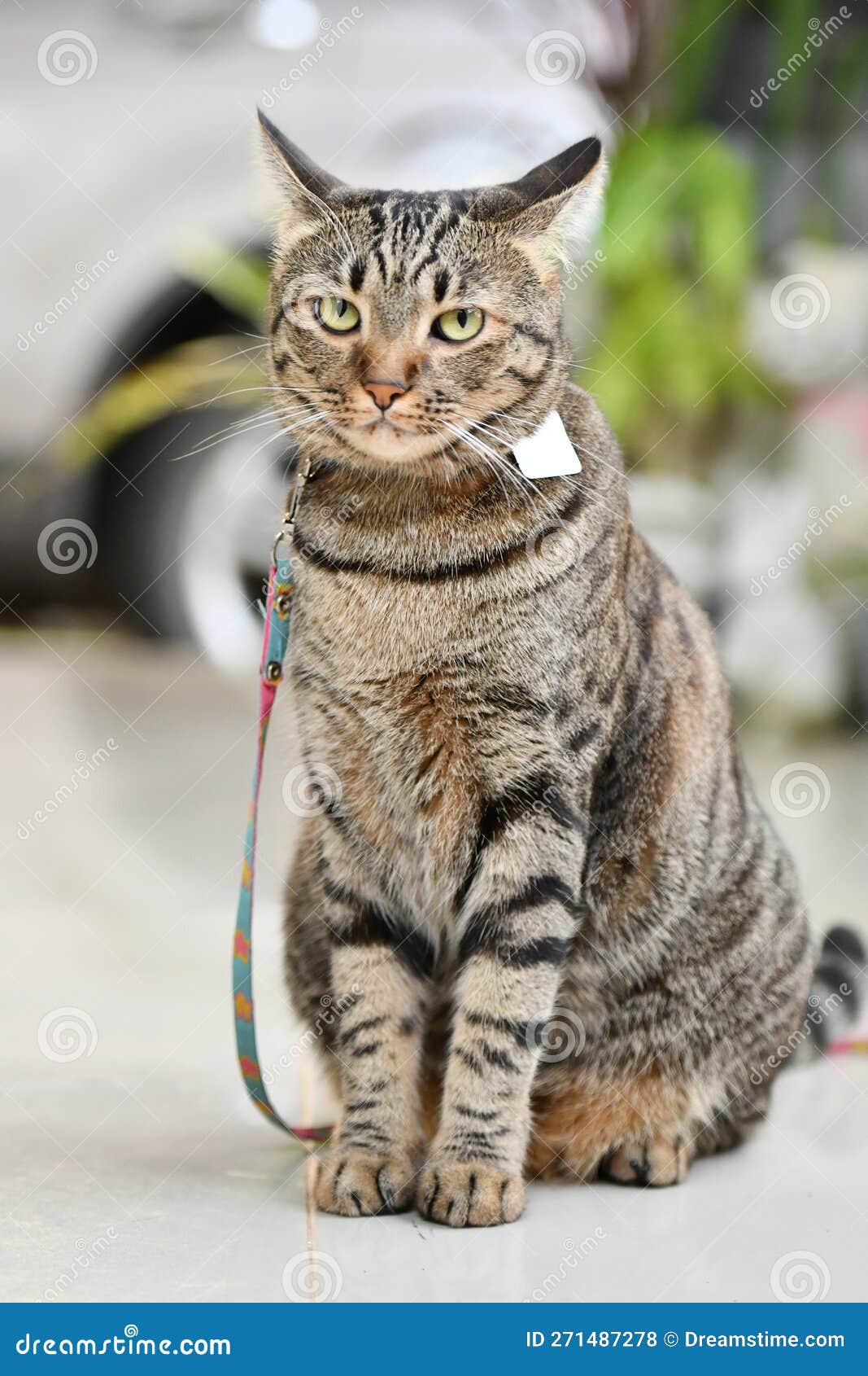 Tabby cat it is chained stock photo. Image of sweet - 271487278