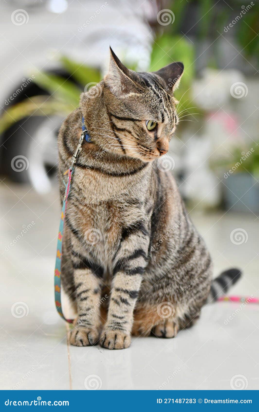 Tabby cat it is chained stock image. Image of young - 271487283