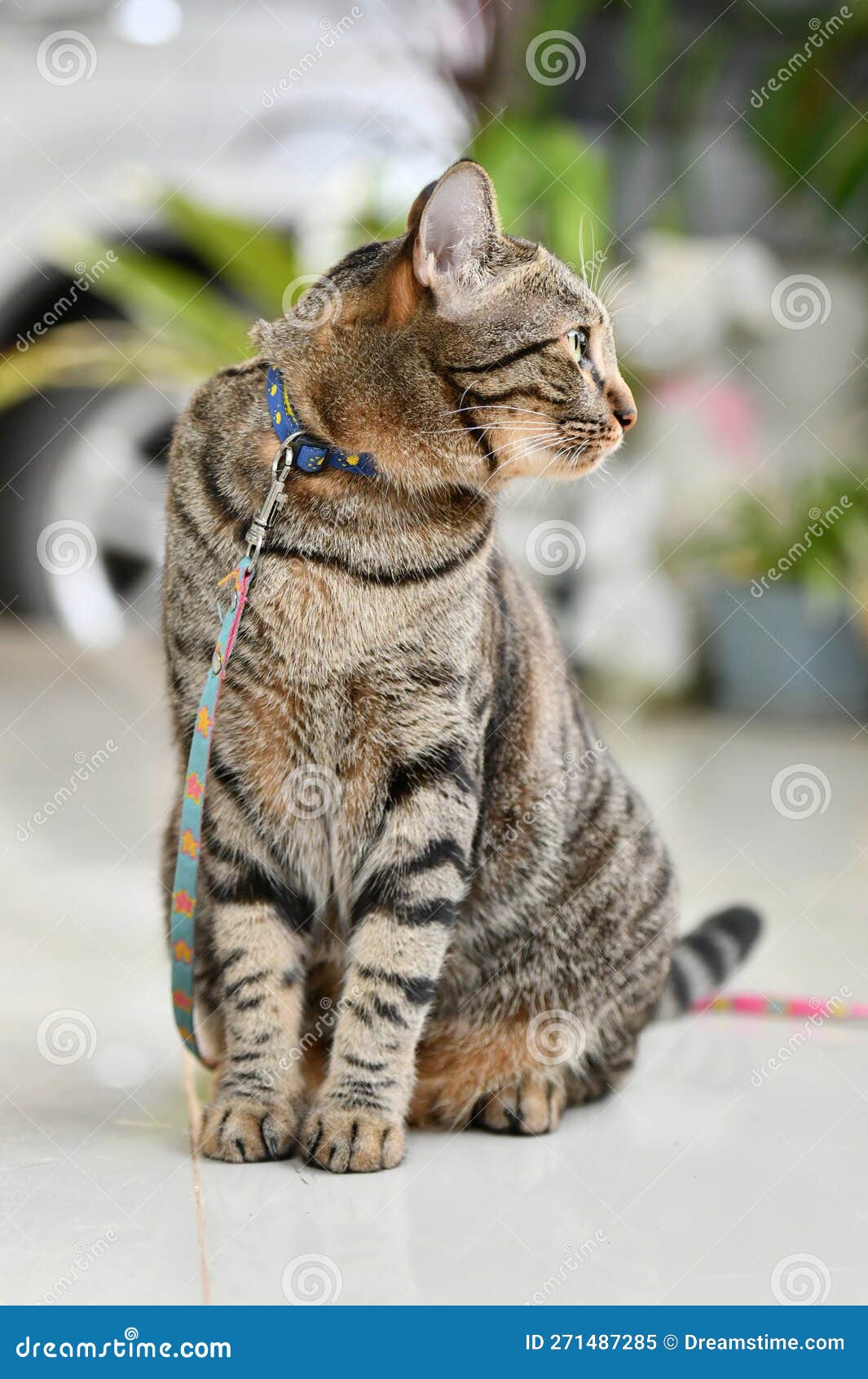 Tabby cat it is chained stock image. Image of kitten - 271487285