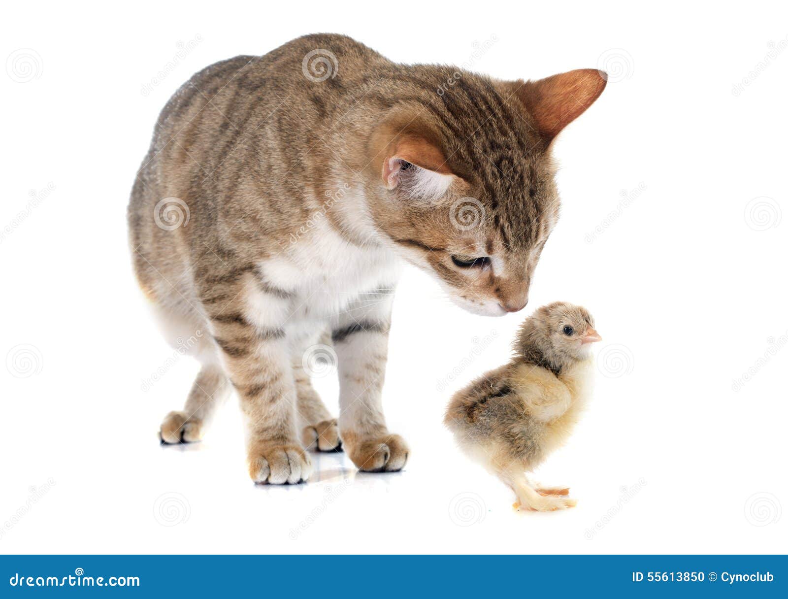 Tabby cat and chick stock photo. Image of background - 55613850