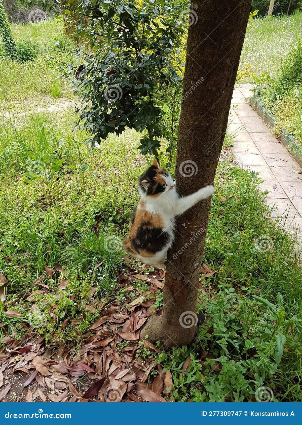 Tabby cat climbs the tree stock image. Image of kitty - 277309747