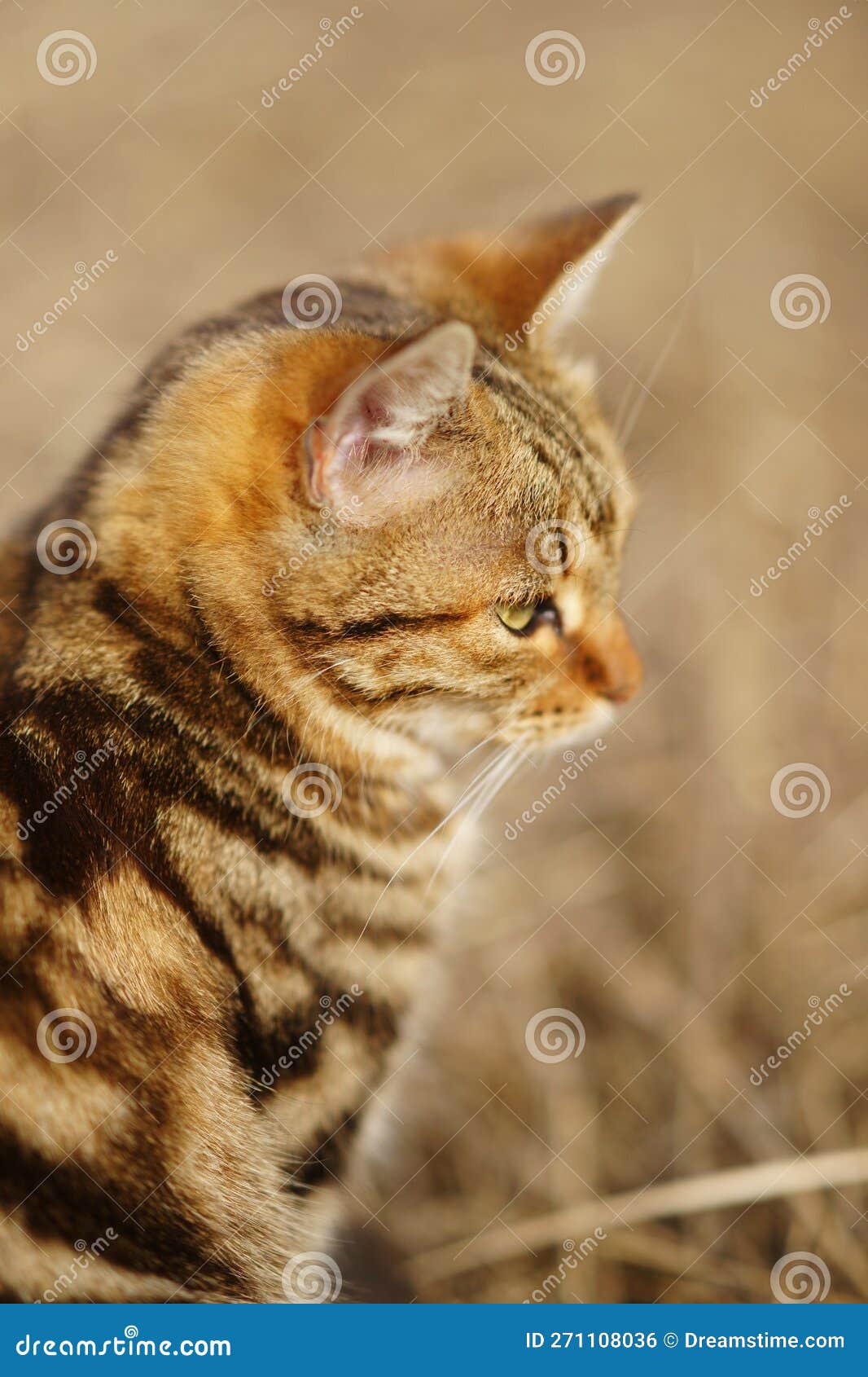 Tabby Cat Closeup Portrait ,side View in Sunny Garden Stock Photo ...