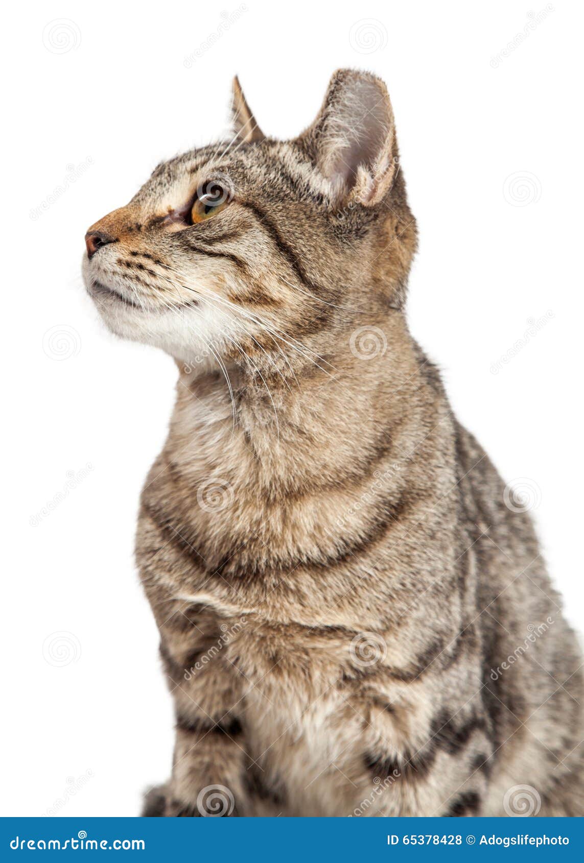 Tabby Cat Closeup Side Profile Fotografia Stock - Immagine di felino ...