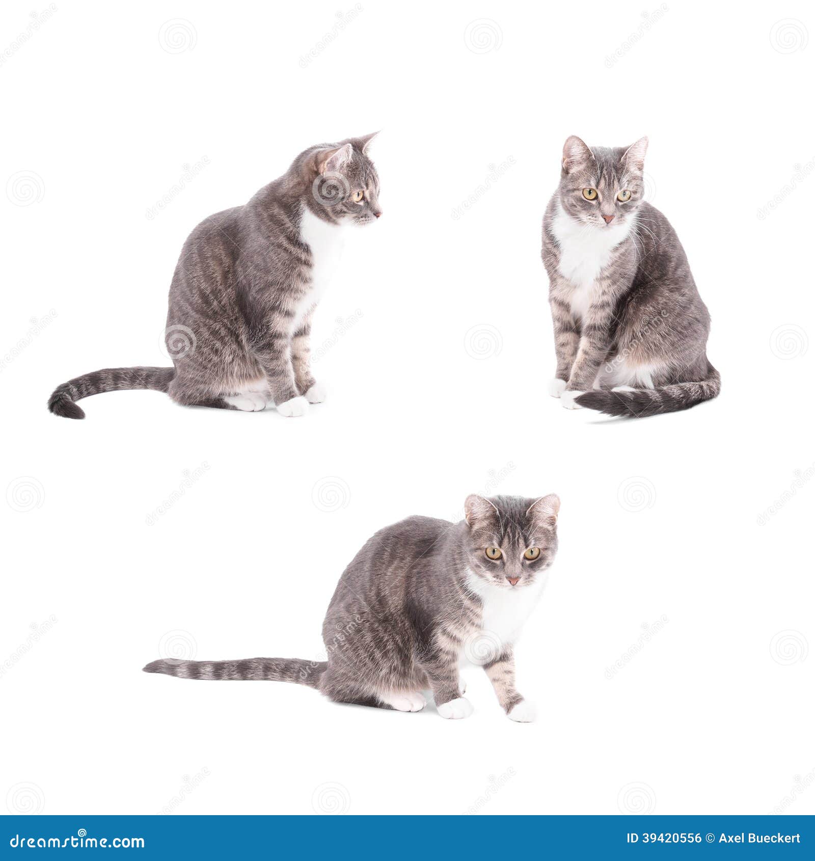 Set Cat Sitting Poses Stock Photos - 3 Images