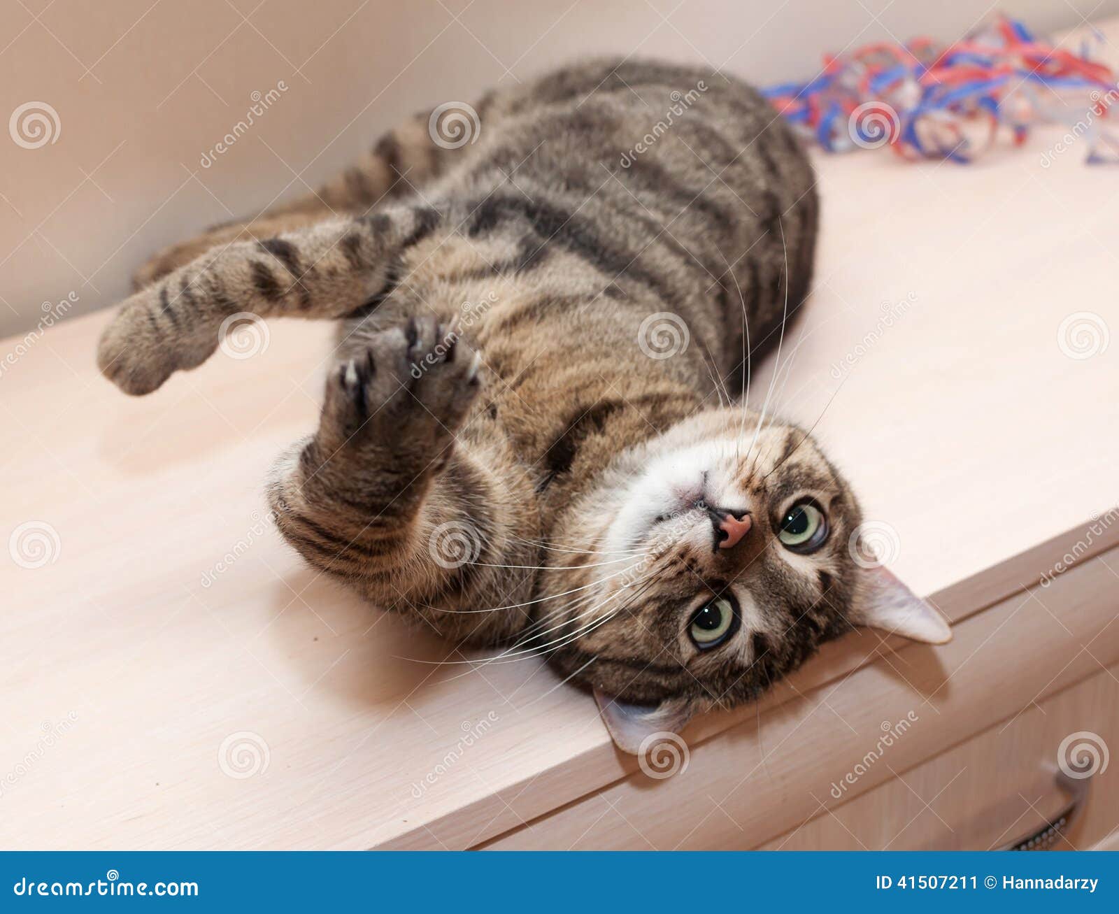 Tabby Cat On The Cupboard Royalty-Free Stock Photography ...