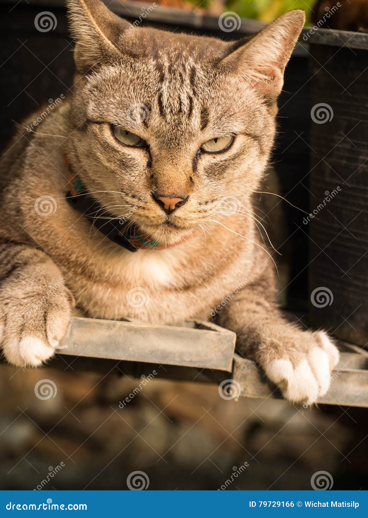 Tabby Cat Crouching stockfoto. Bild von waschbär, säugetier - 79729166