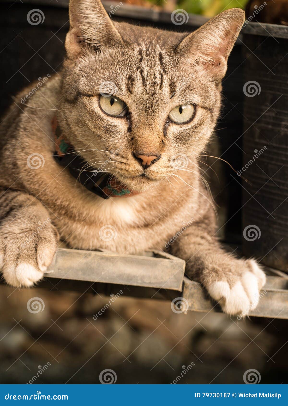 Tabby Cat Crouching stock afbeelding. Image of lief, naughty - 79730187